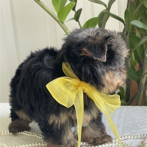 Tiny Tux Contented Puppies Paradise