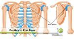 Function Of Flat Bone Biomadam