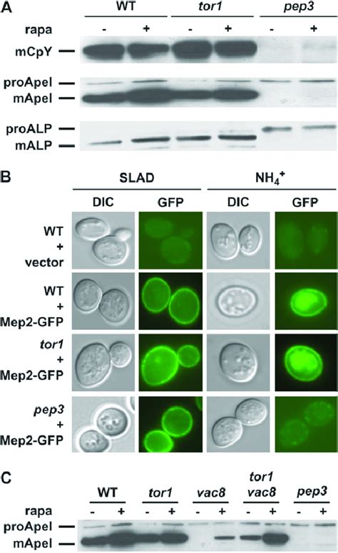 Tor1 Signaling Does Not Control Class C Vps Complex Functions A Download Scientific Diagram