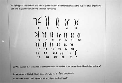 Solved A Karyotype Is The Number And Visual Appearance Of The