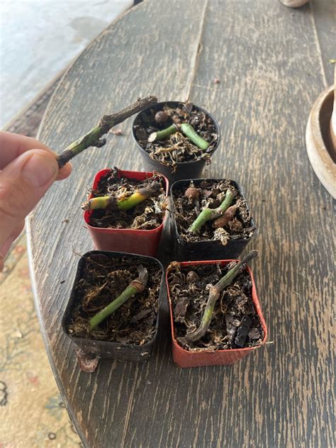 Propagating Small Cuttings With Only A Node And No Leaves What Am I