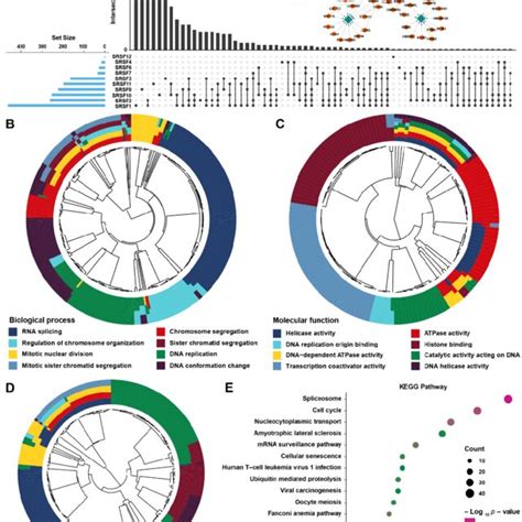 Validation Of The Prognostic Predictive Power Of The Srsf Score For Hcc