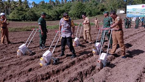 Kodim 1501 Ternate Tanam Jagung Seluas 20 Hektare Di Halbar Times