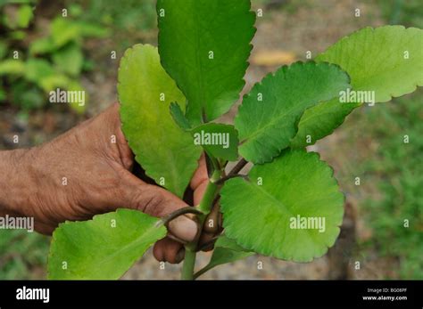 Vegetative Propagation In Bryophyllum