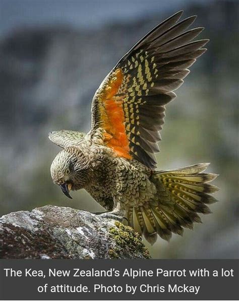 Kea A Beautiful Bird With Orange And Black Feathers