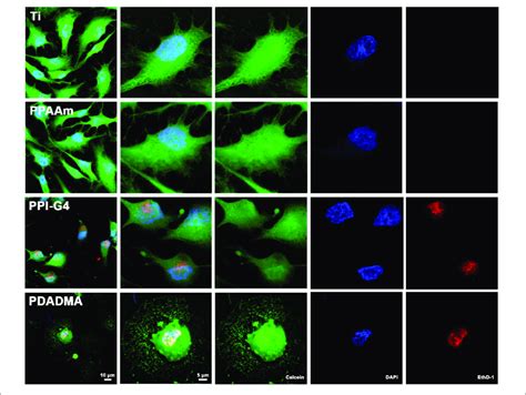 Cell Viability Of Mg 63s After 24 H On Ti And Ppaam Arrays