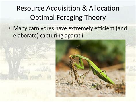 Ppt Resource Acquisition And Allocation Optimal Foraging Theory
