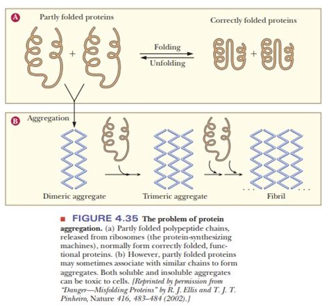 Protein Folding Dynamics