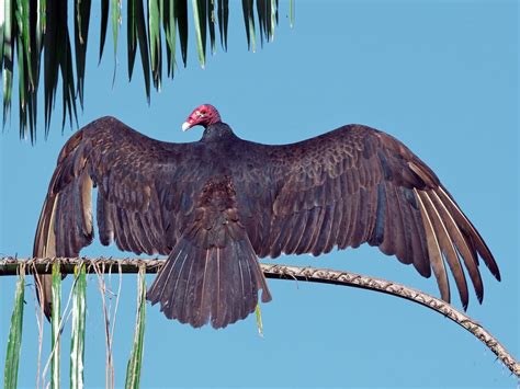 Photos And Videos For Turkey Vulture All About Birds Cornell Lab Of