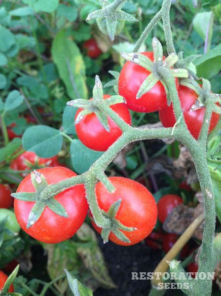 Tiny Tim Tomato Seeds Jerymk