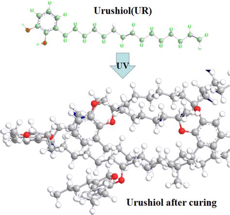 Urushiol And Its UV Crosslinking Mechanism Download Scientific Diagram