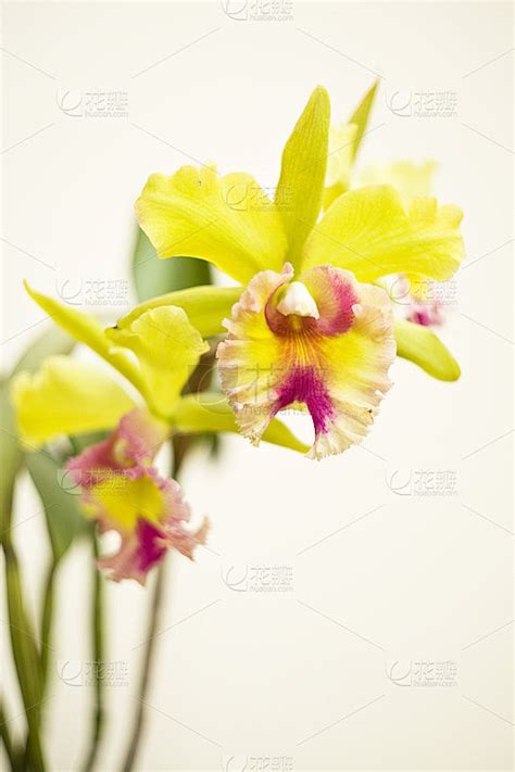 黄粉兰花，香蒲