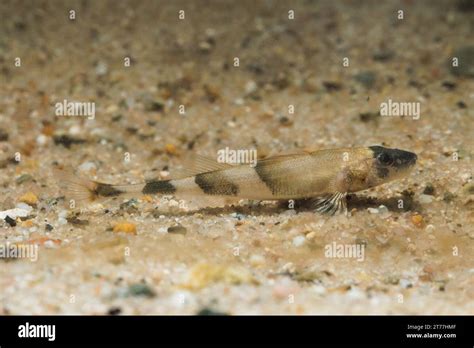 Streber Danube Streber Zingel Streber Juvenile Swimming At 4