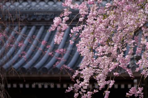 本駒込吉祥寺の山門と満開の枝垂れ桜の写真素材 FYI07730218 ストックフォトの Qlean Market