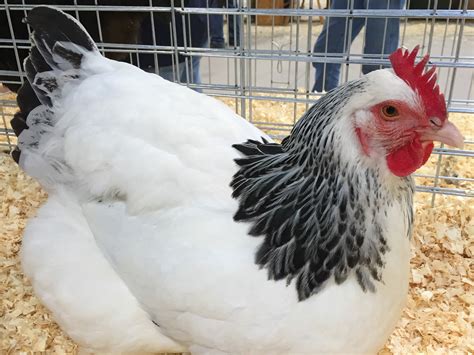 8 Reasons To Attend A Poultry Show Tillys Nest