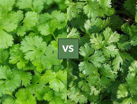 Cilantro Vs Coriander Difference At Mary Dement Blog