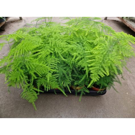 Мъката на художника от Plants Bg с отлична цена