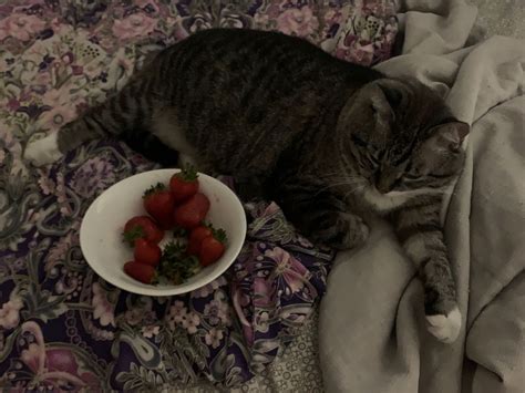Create Meme Beautiful Strawberries Cat With Strawberries Cat