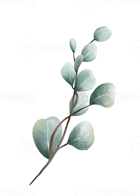 Eucalyptus Leaves Watercolor 16406970 Png