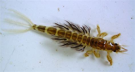 Burrowing Mayfly Nymph Pattern Daiichi 1870 Flymen Evolution Tungsten