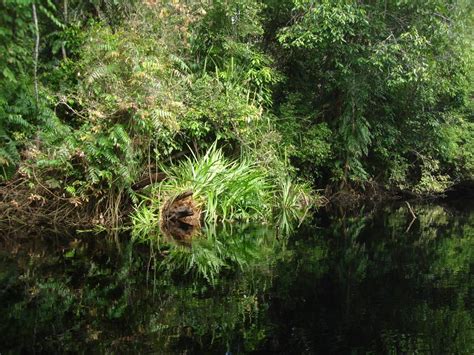 Research Group Terrestrial Carbon Cycle Group