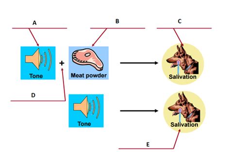 Psychology Classical Conditioning Flashcards Quizlet