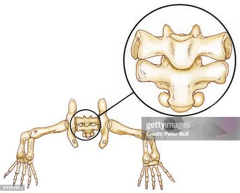 Frog Skeleton Pelvic Girdle