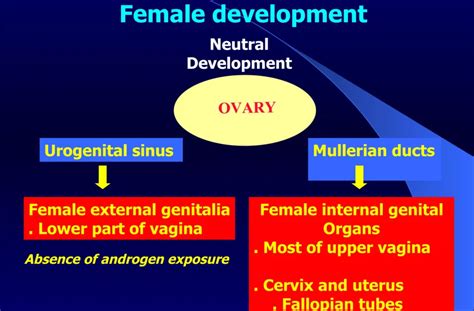 INTERSEXUAL DISABILITIES Nurses Revision