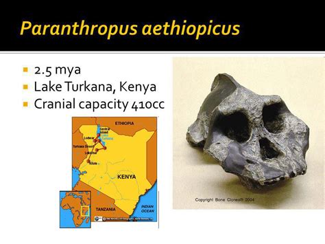 Australopiths And Pre Australopiths Ppt Video Online Download