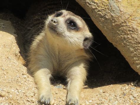 Real Mysql 8 0 Cardinality