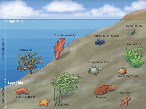 Intertidal Zone Organisms