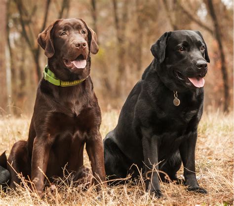 Labrador Retriever Breed Profile Things To Know Before Adopting A