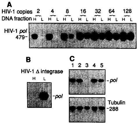 Discrimination Between Extrachromosomal And Integrated Hiv 1 Dna Forms