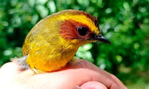 Michoacán Esto Debes Hacer Si Te Topas Con Fauna Silvestre Desplazada