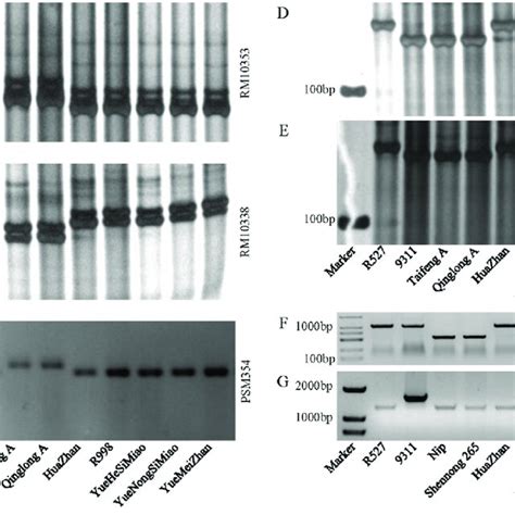 Genotype Identification Of Restorer Of Fertility Rf Genes In