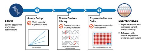 Protein Engineering Services Integral Molecular