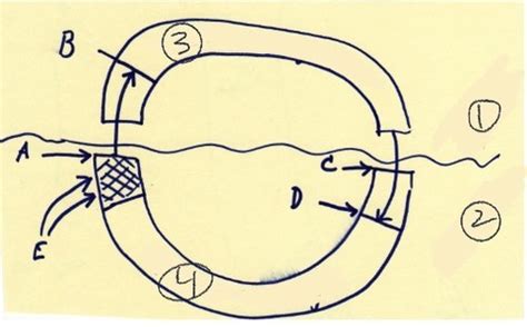 Unit 1 Lecture 5 Heart Physiology Flashcards Quizlet