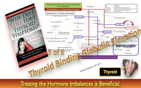 Thyroid Sex Hormone Binding Globulin Elevation Hyrself Functional Medicine