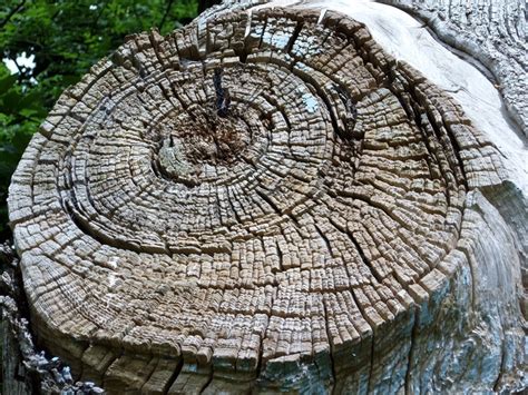 Dendrochronology The Scottish Archaeological Research Framework