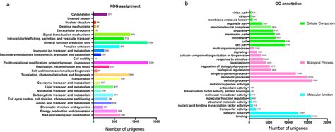 Kog Assignment And Go Annotation Of The Unigene Sequences Of Download Scientific Diagram