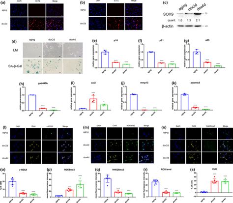 Partial Reprogramming Strategy For Intervertebral Disc Rejuvenation By Activating Energy Switch
