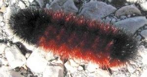 Are Woolly Worms Woolly Bear Caterpillars Poisonous All About Worms
