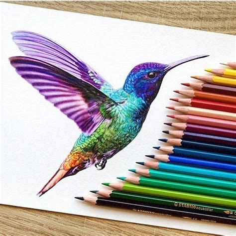 Colored Drawings Of Hummingbirds Warehouse Of Ideas