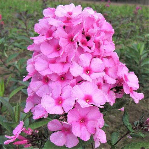 Pink Phlox Paniculata