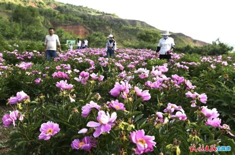 凤凰山芍药花海绚烂绽放，美不胜收！澎湃号·政务澎湃新闻 The Paper