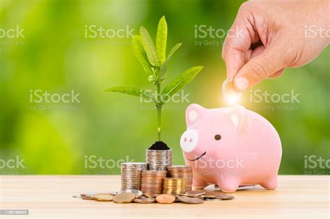 돼지 저금통과 동전 스택 성장 잎 손으로 돈을 넣어 녹색 나무 배경에 개념을 저장 가계에 대한 스톡 사진 및 기타 이미지 가계 경제 금융 Istock