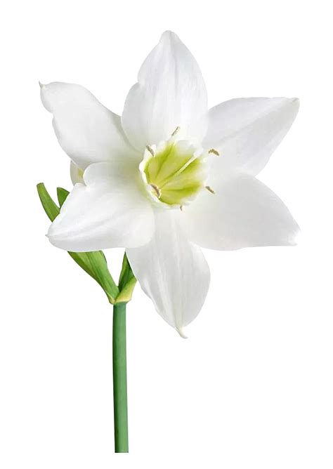 百色花 百合花 透明图