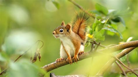 Wallpaper Squirrel Tree Green Leaves Twigs 2560x1600 Picture Image