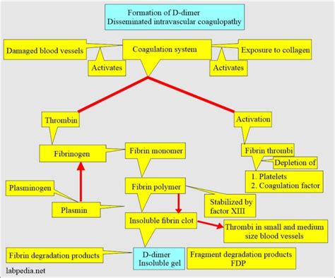D Dimer Test Diagnosis Of Dic