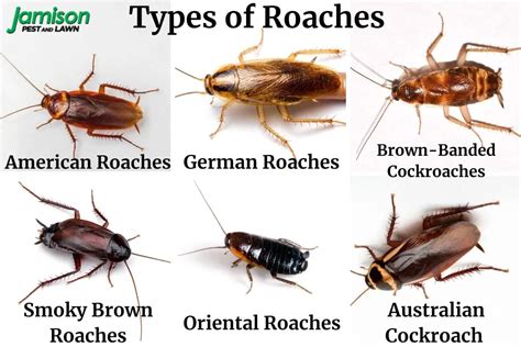 10 types of roaches all homeowners should know about jamison pest and